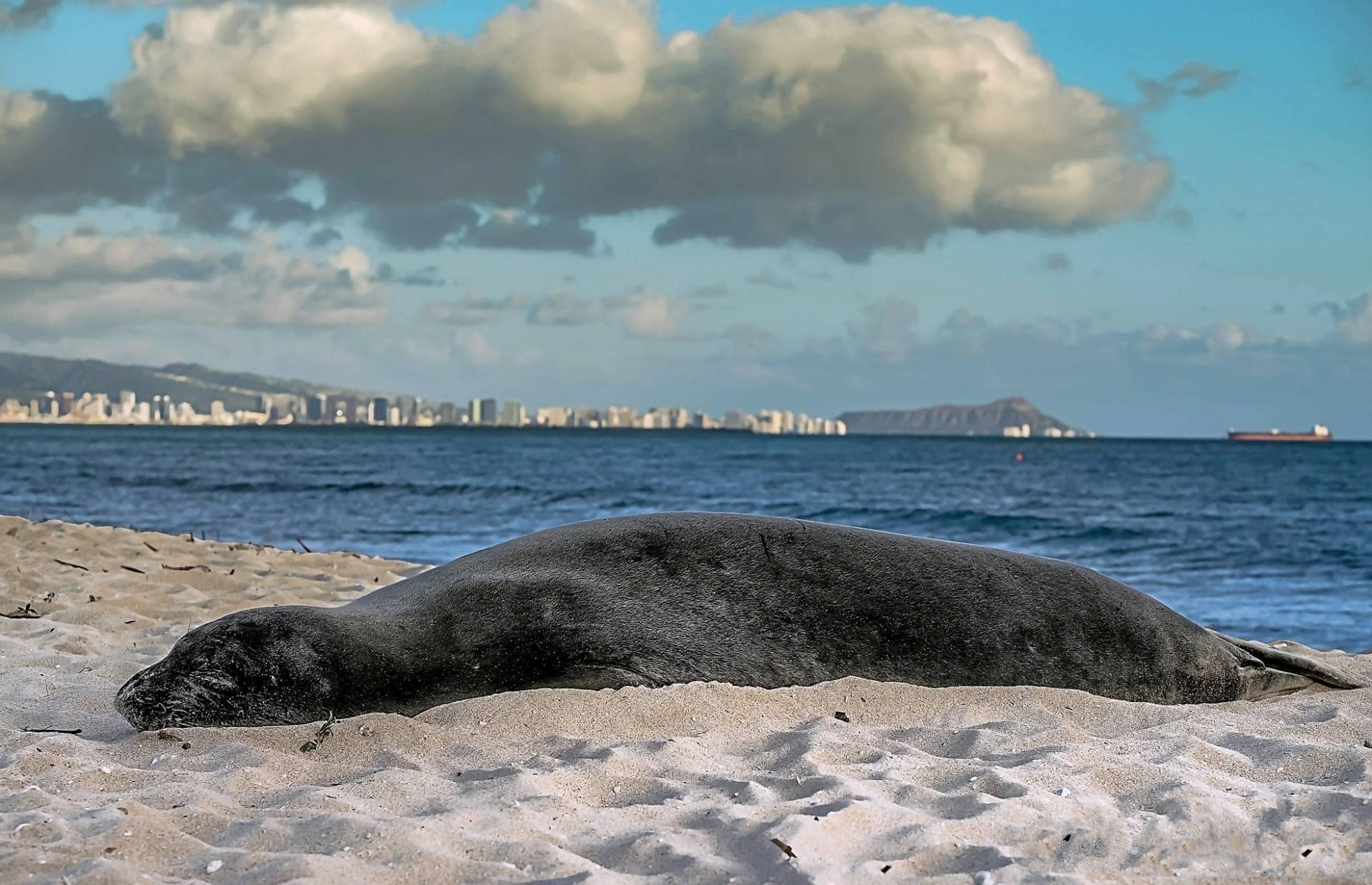 About the Hawaiian Monk Seal – Hawaiian Monk Seal Preservation Ohana